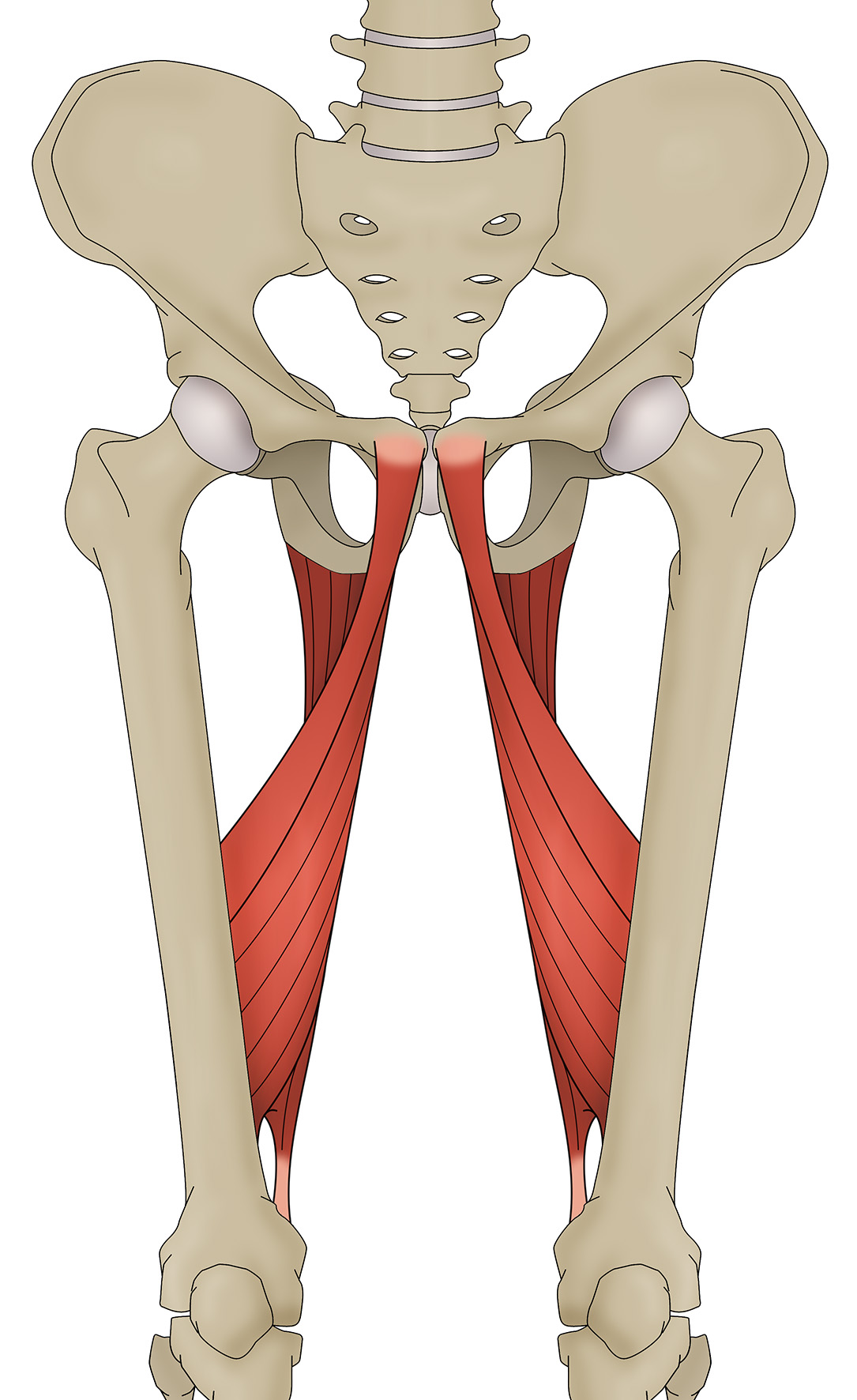 Adductor Magnus: The Forgotten Muscle – Health For Life