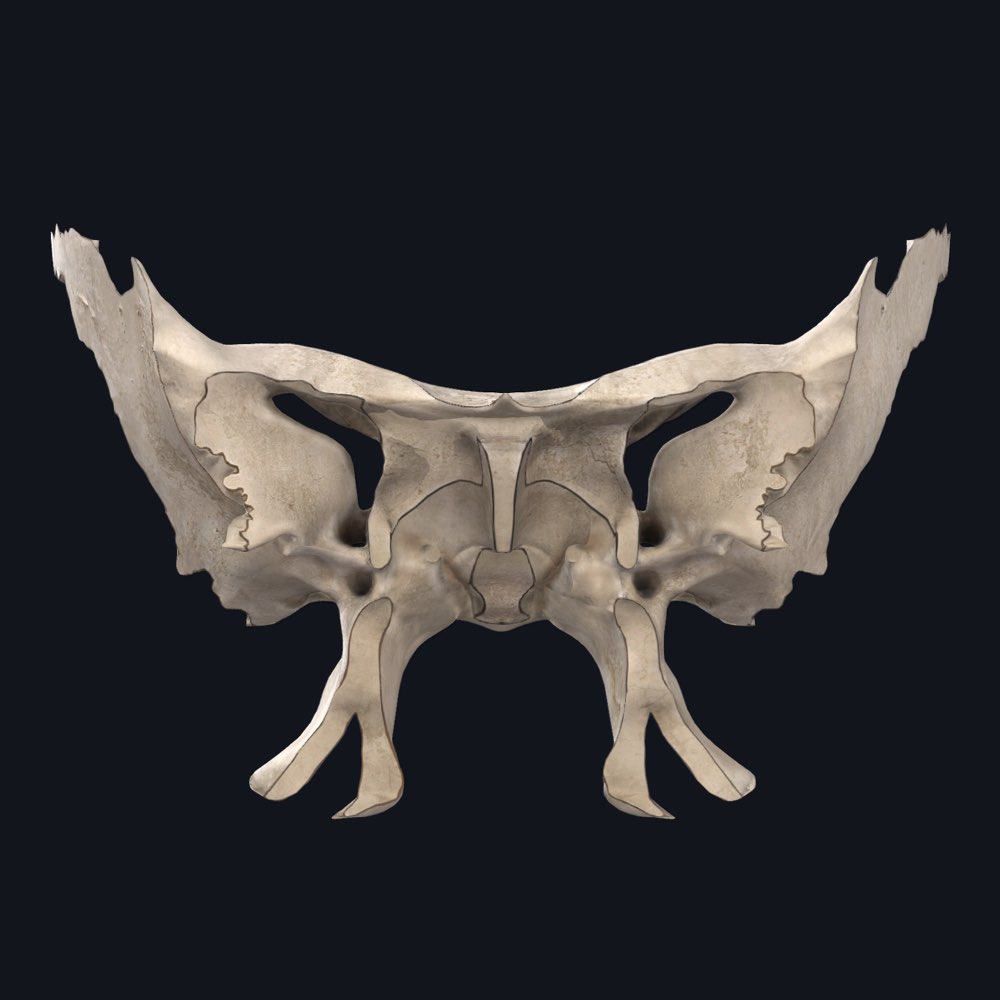 The Sphenoid Bone: A Small Bone With Big Implications – Health For Life